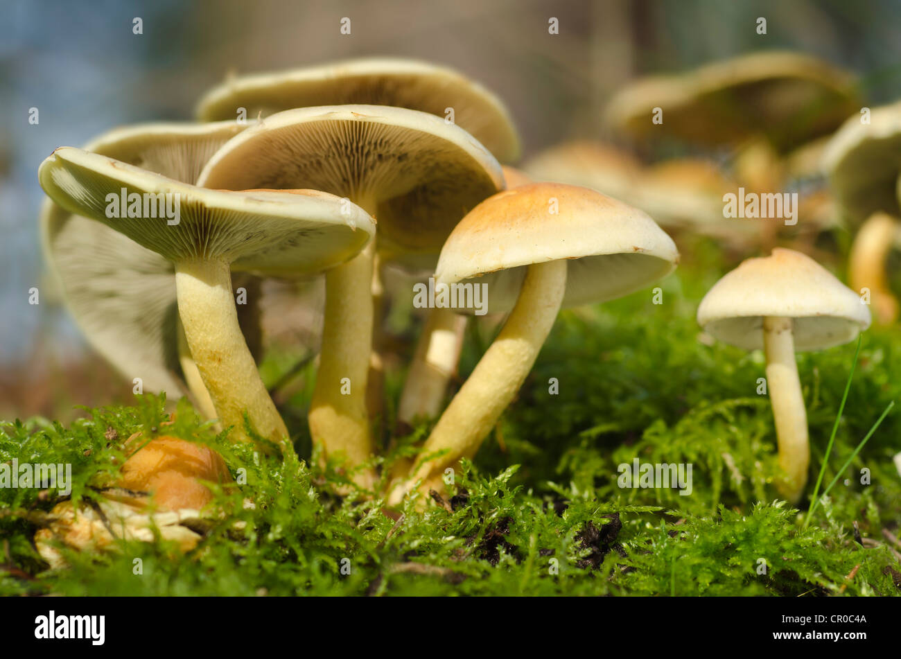 Sulphur or sulfur tuft, or clustered woodlover (Hypholoma fasciculare ...