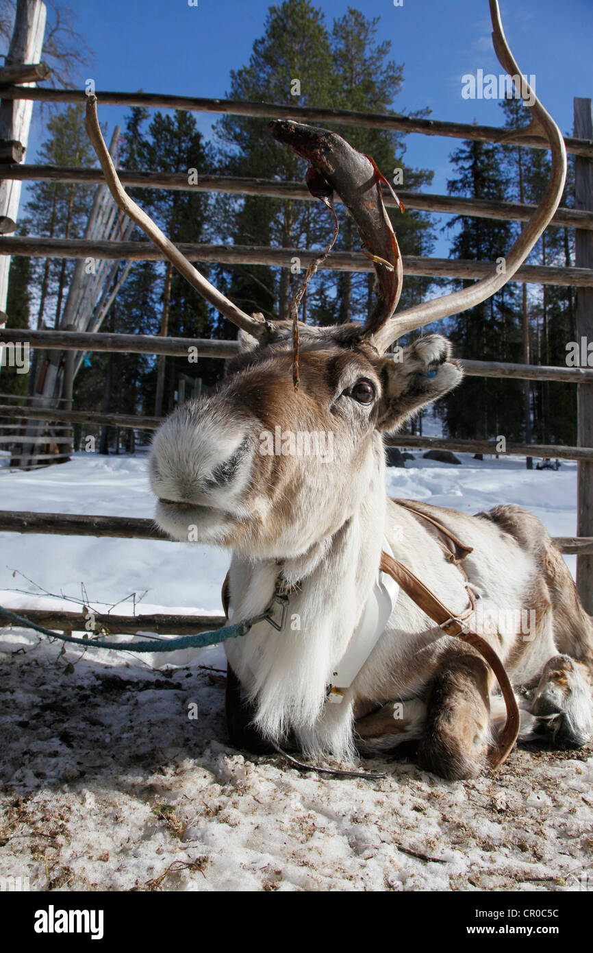 Domesticated reindeer (Rangifer tarandus), Salla, Lapland, Finland ...