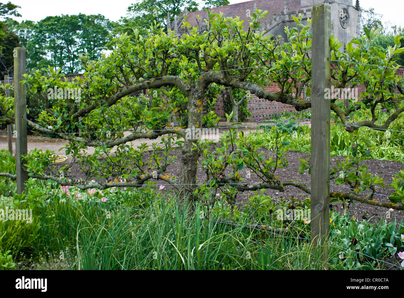 Espalier apple tree growing in a country walled garden Stock Photo - Alamy