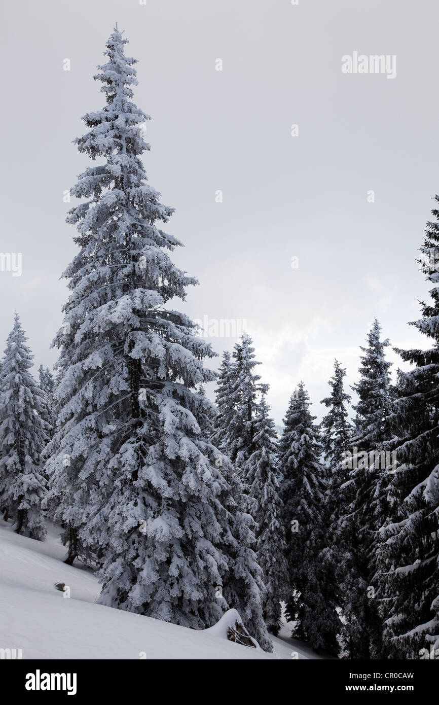 Snow covered trees in winter, Benediktbeuern, Bavaria, Germany, Europe ...