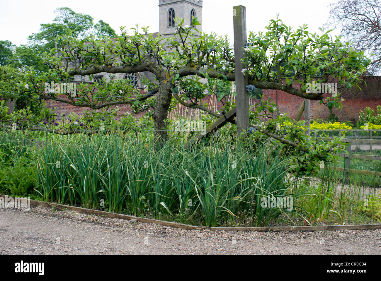 Fan apple trees hi-res stock photography and images - Alamy