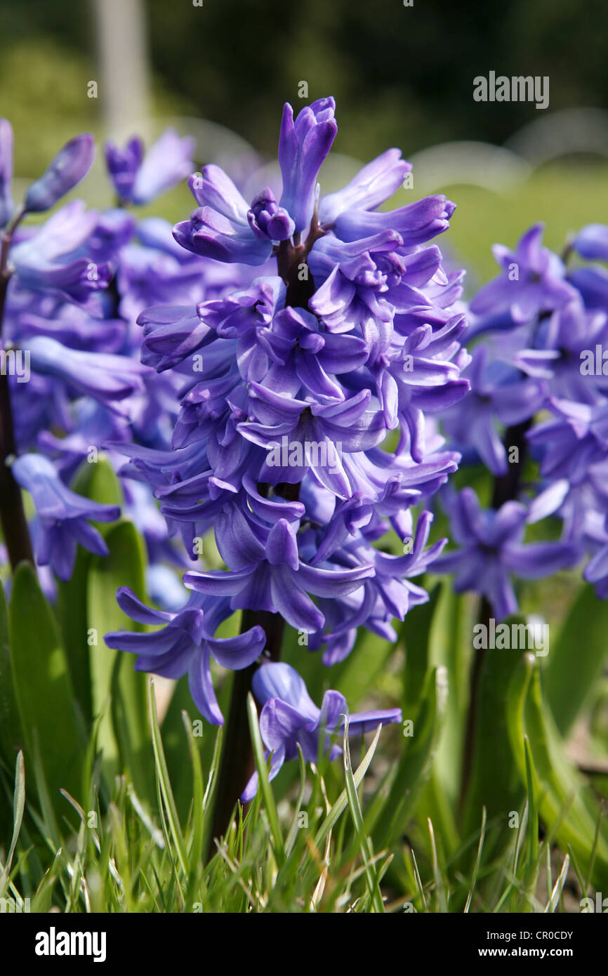 Varieties of grape hyacinths hi-res stock photography and images - Alamy