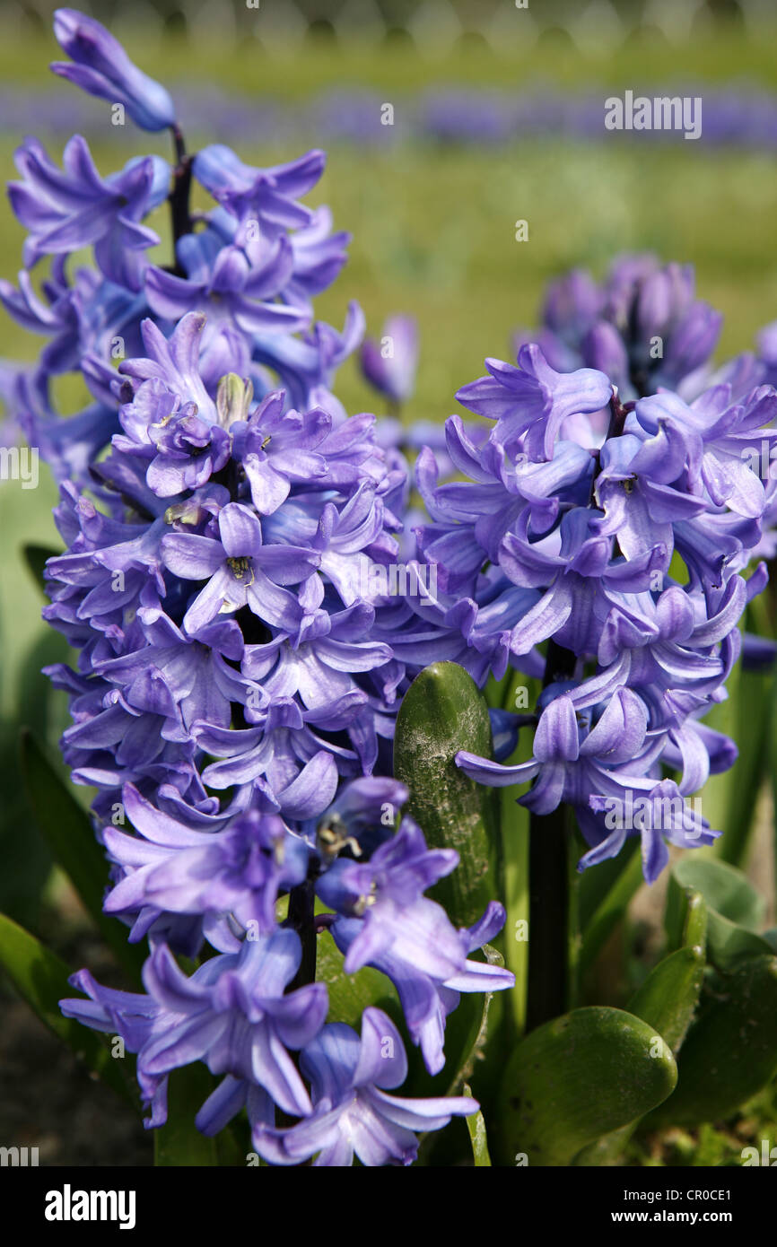 Varieties of grape hyacinths hi-res stock photography and images - Alamy