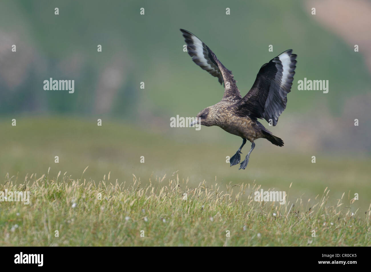 Adult great skua hi-res stock photography and images - Alamy
