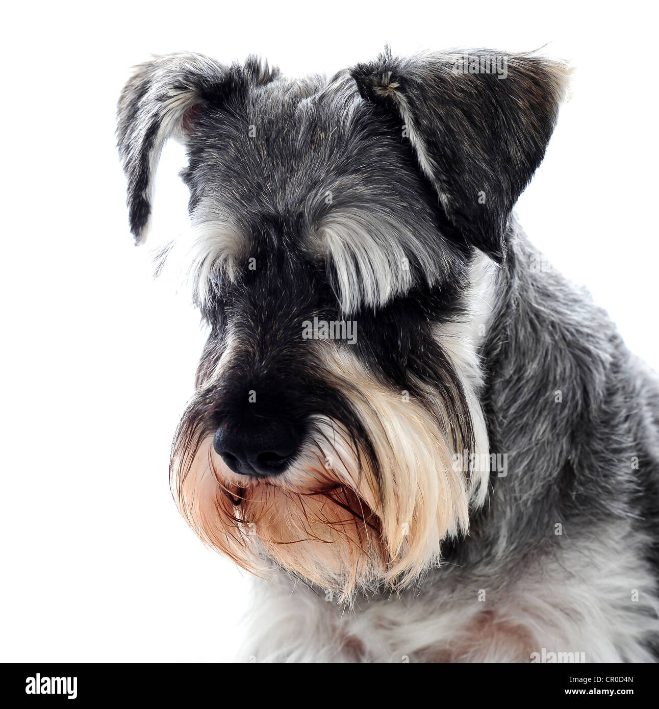 Black Schnauzer dog looking down against white backdrop. Sad concept ...