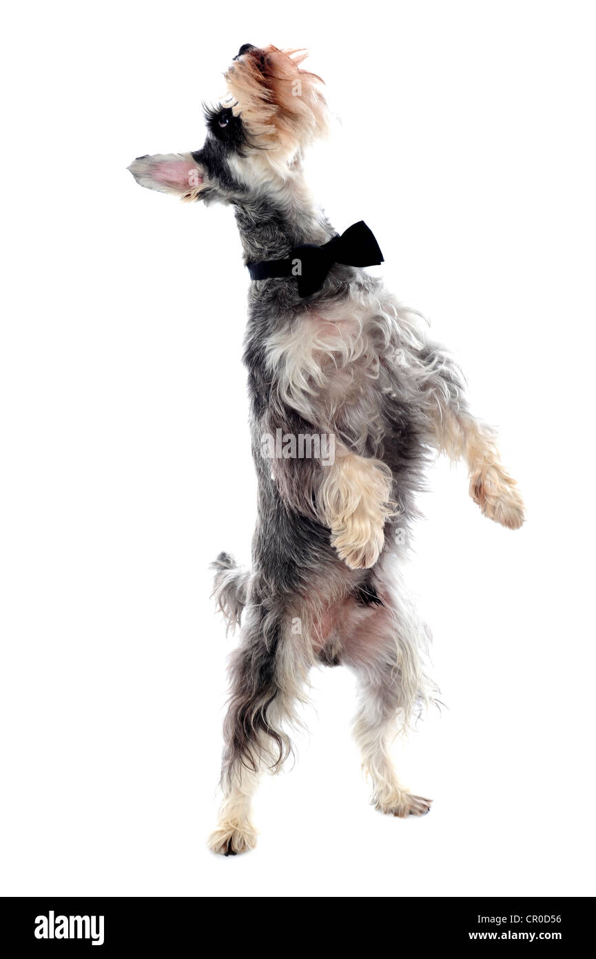 Schnauzer standing on two legs and looking upwards Stock Photo - Alamy
