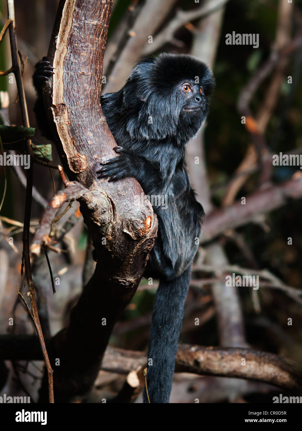 Goeldi's Monkey (Callimico goeldii) on a tree branch Stock Photo - Alamy