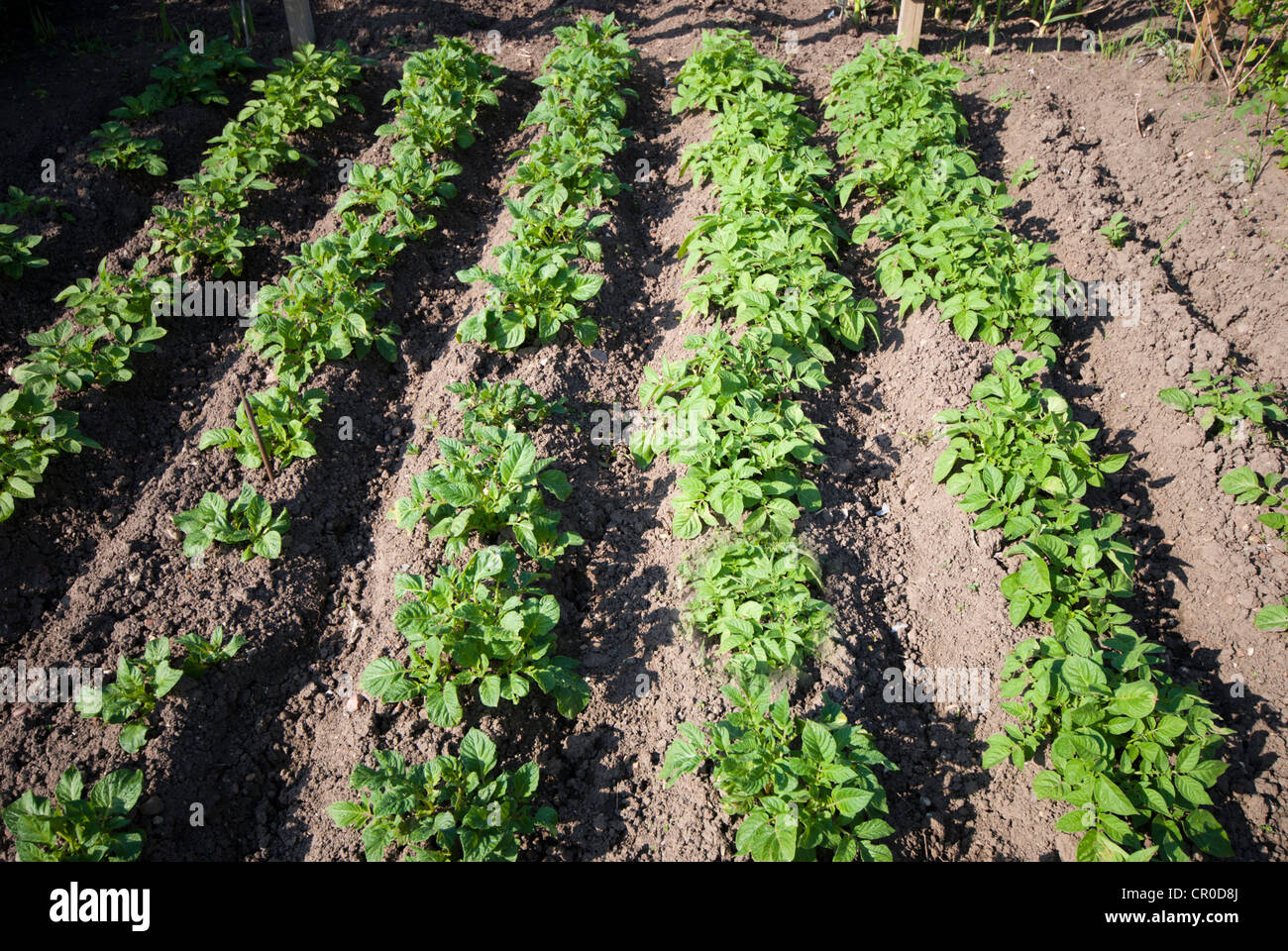 Rows of potatoes growing on an allotment Stock Photo - Alamy