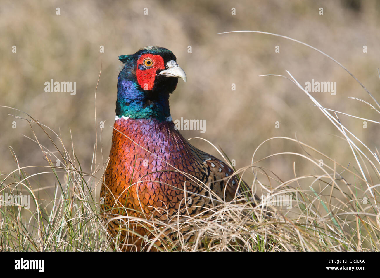 Pheasant island hi-res stock photography and images - Alamy