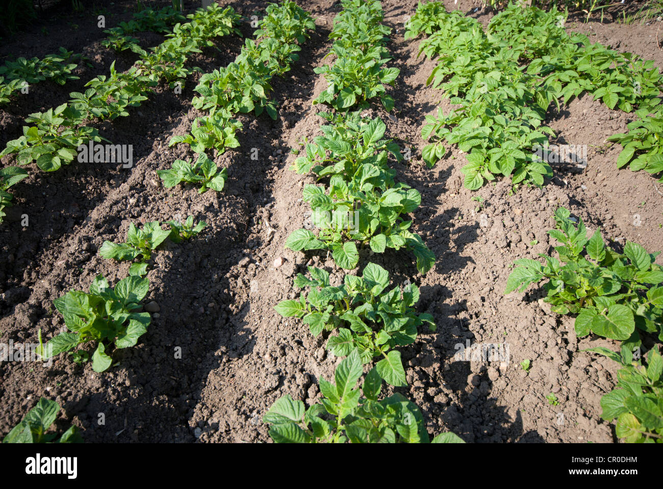 Rows of potatoes growing on an allotment Stock Photo - Alamy
