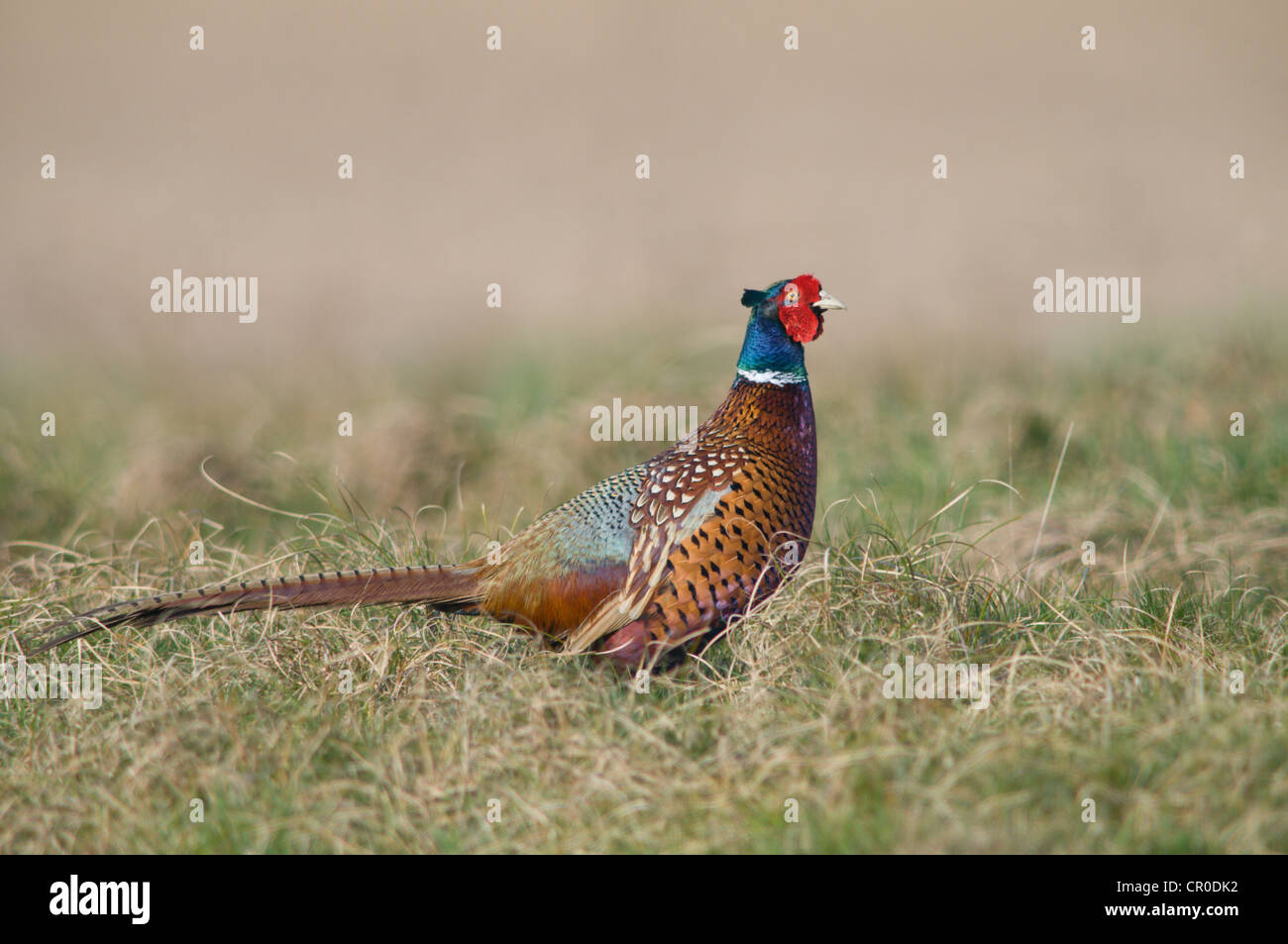 Common Pheasant (Phasianus colchicus), Emsland district, Germany ...