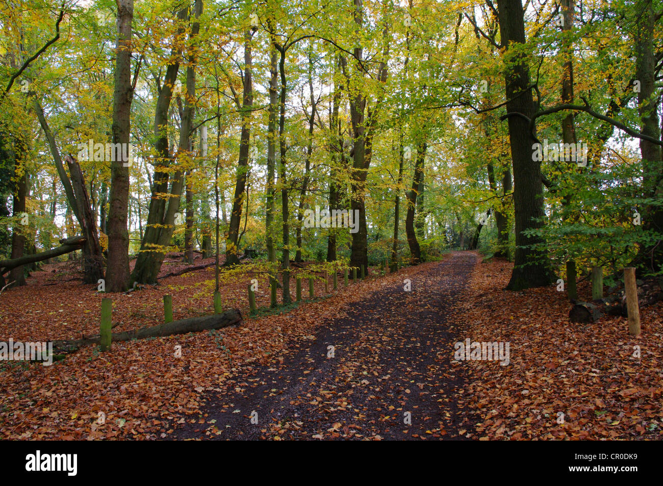Beech lanes hi-res stock photography and images - Alamy