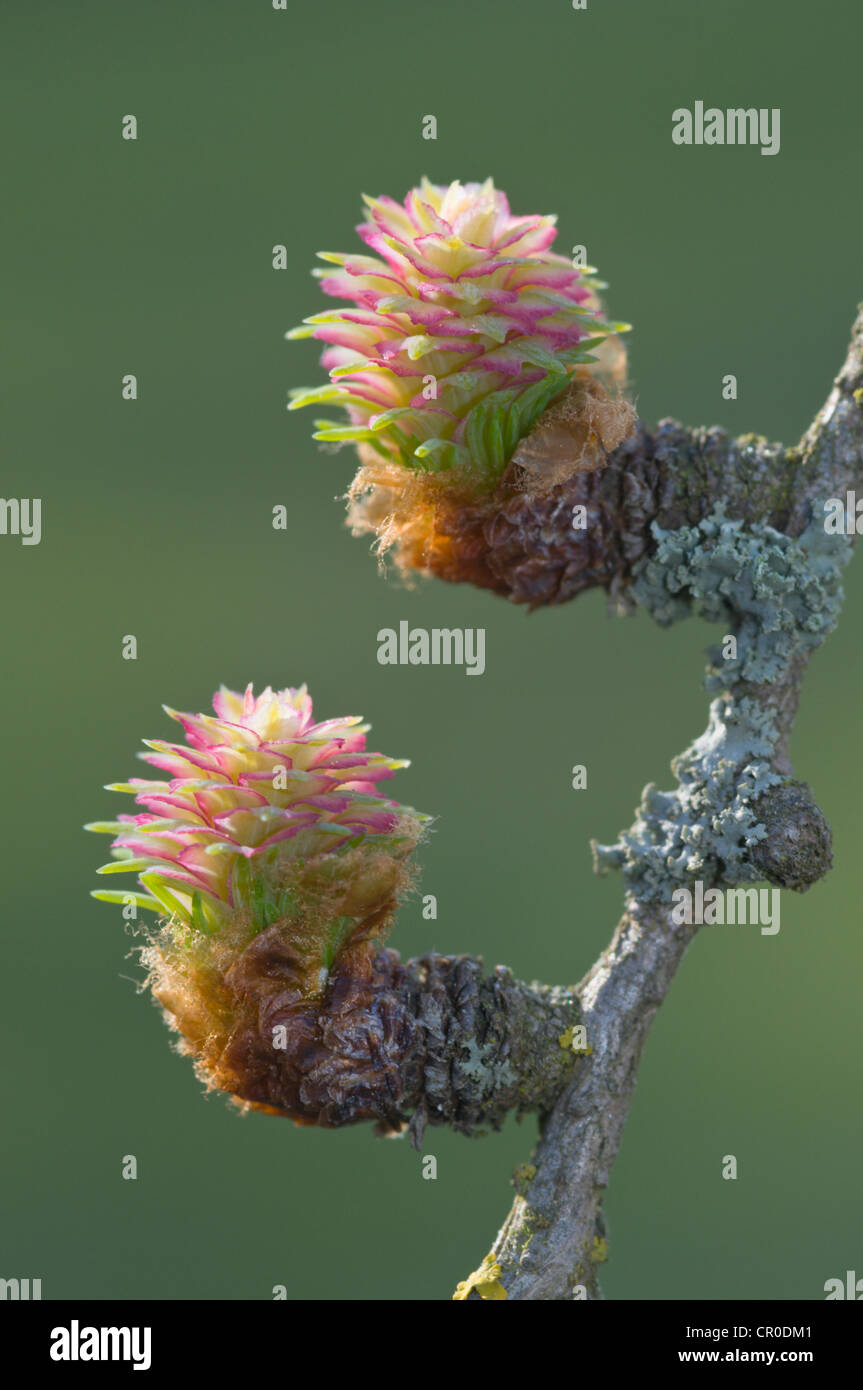 Female flowers of the larch (Larix decidua Stock Photo - Alamy