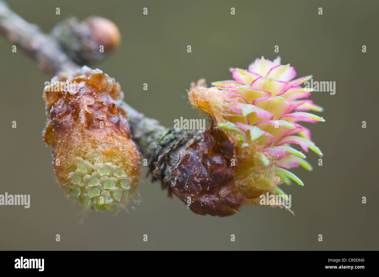 Larch lari hi-res stock photography and images - Alamy