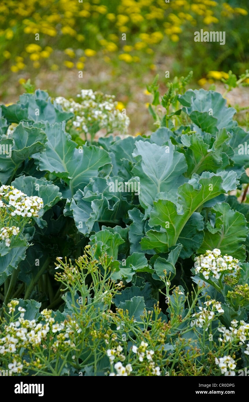 sea kale on beach Stock Photo - Alamy