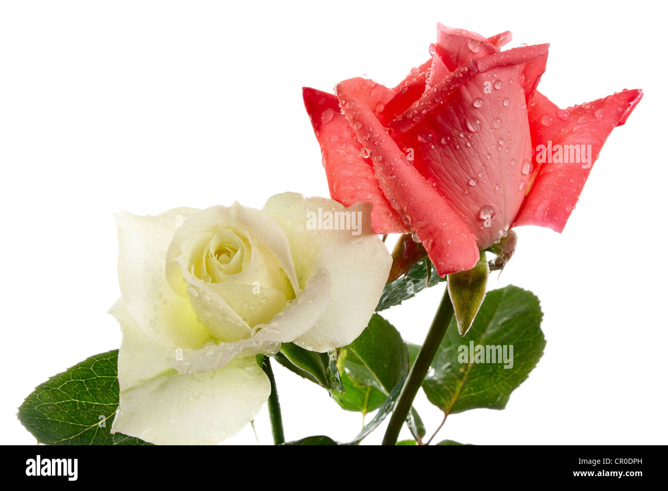 Two roses with drops of water on a white background Stock Photo - Alamy