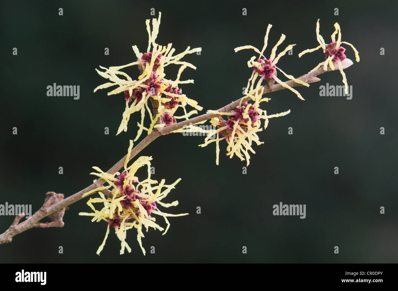 Witch Hazel (Hamamelis mollis "Pallida Stock Photo - Alamy