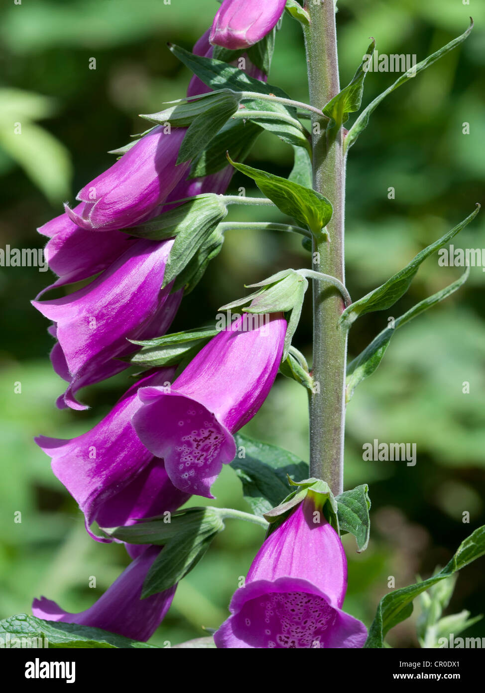 A close - up of a red Foxglove ( Digitalis purpurea ) flower spike ...