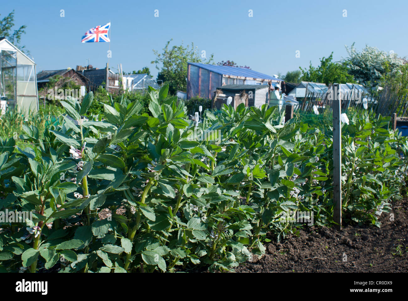 A Union flag flying over a British allotment Stock Photo - Alamy