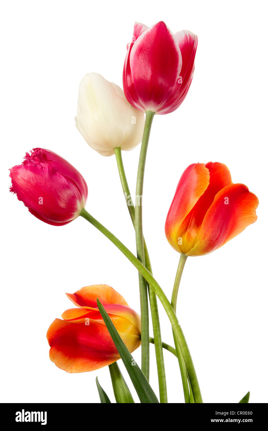 Beautiful spring flowers on a white backgrounds Stock Photo - Alamy