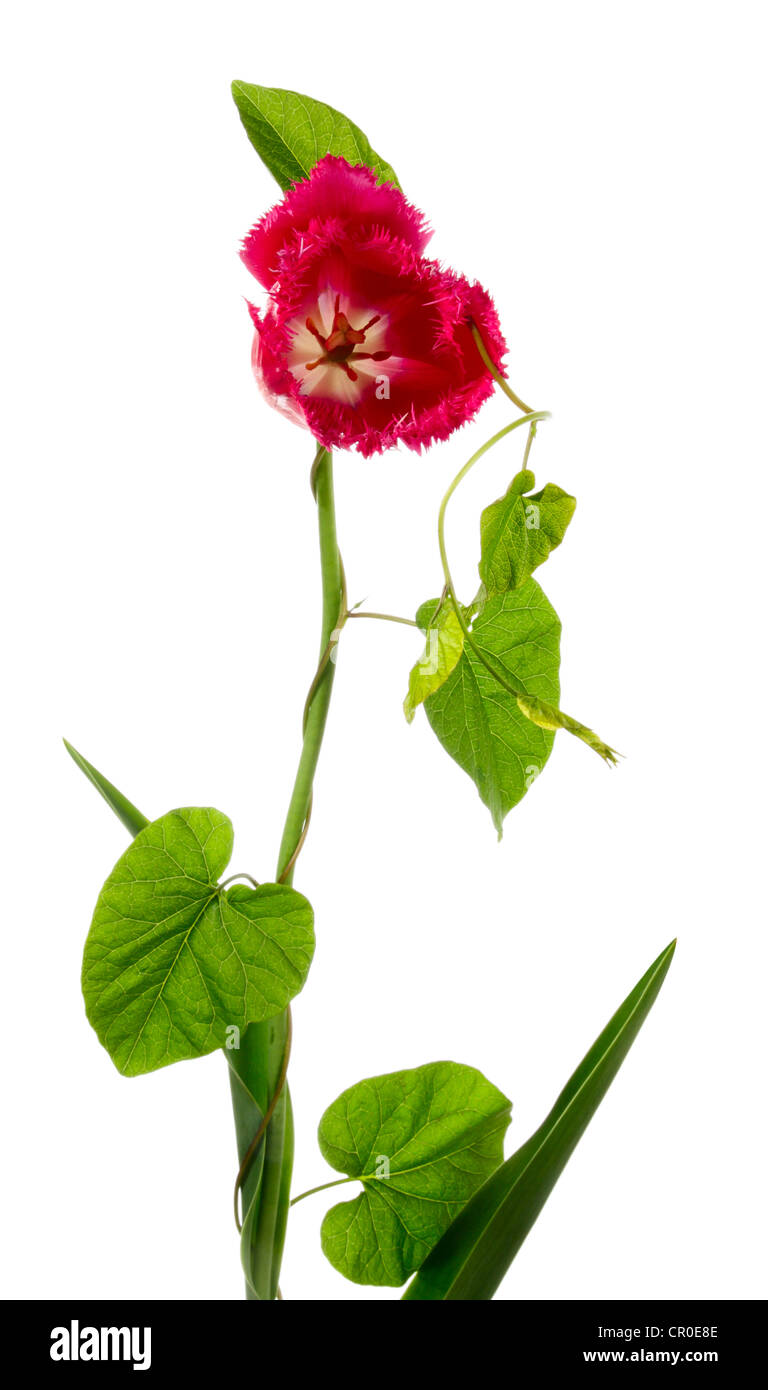 Flowers. Bindweed curling on a tulip Stock Photo - Alamy