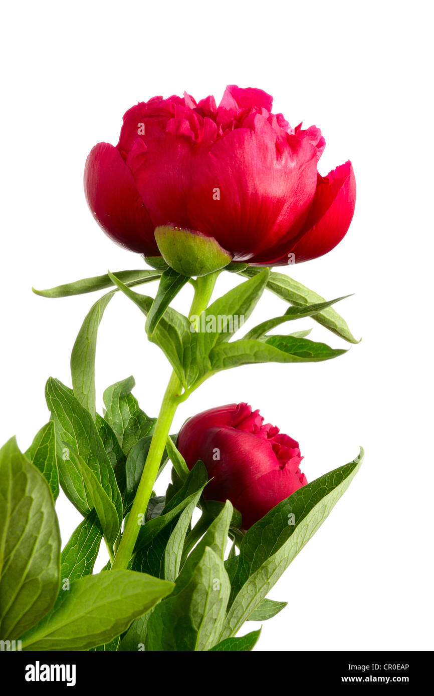 Peonies. Two red flowers isolated on white Stock Photo - Alamy