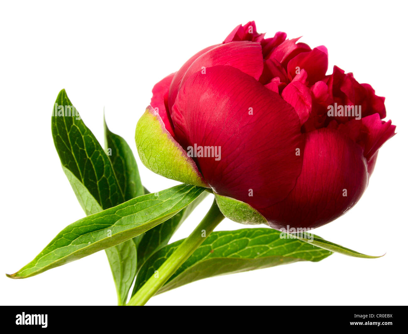Peony. One red flower on a white background Stock Photo - Alamy