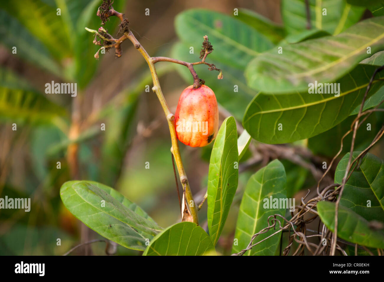 Cashew nut goa hi-res stock photography and images - Alamy