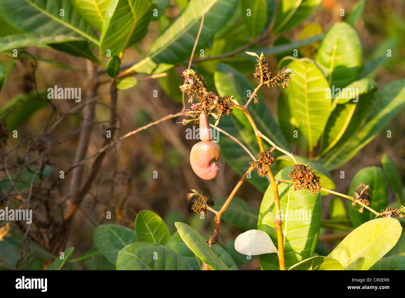 Cashew nut goa hi-res stock photography and images - Alamy