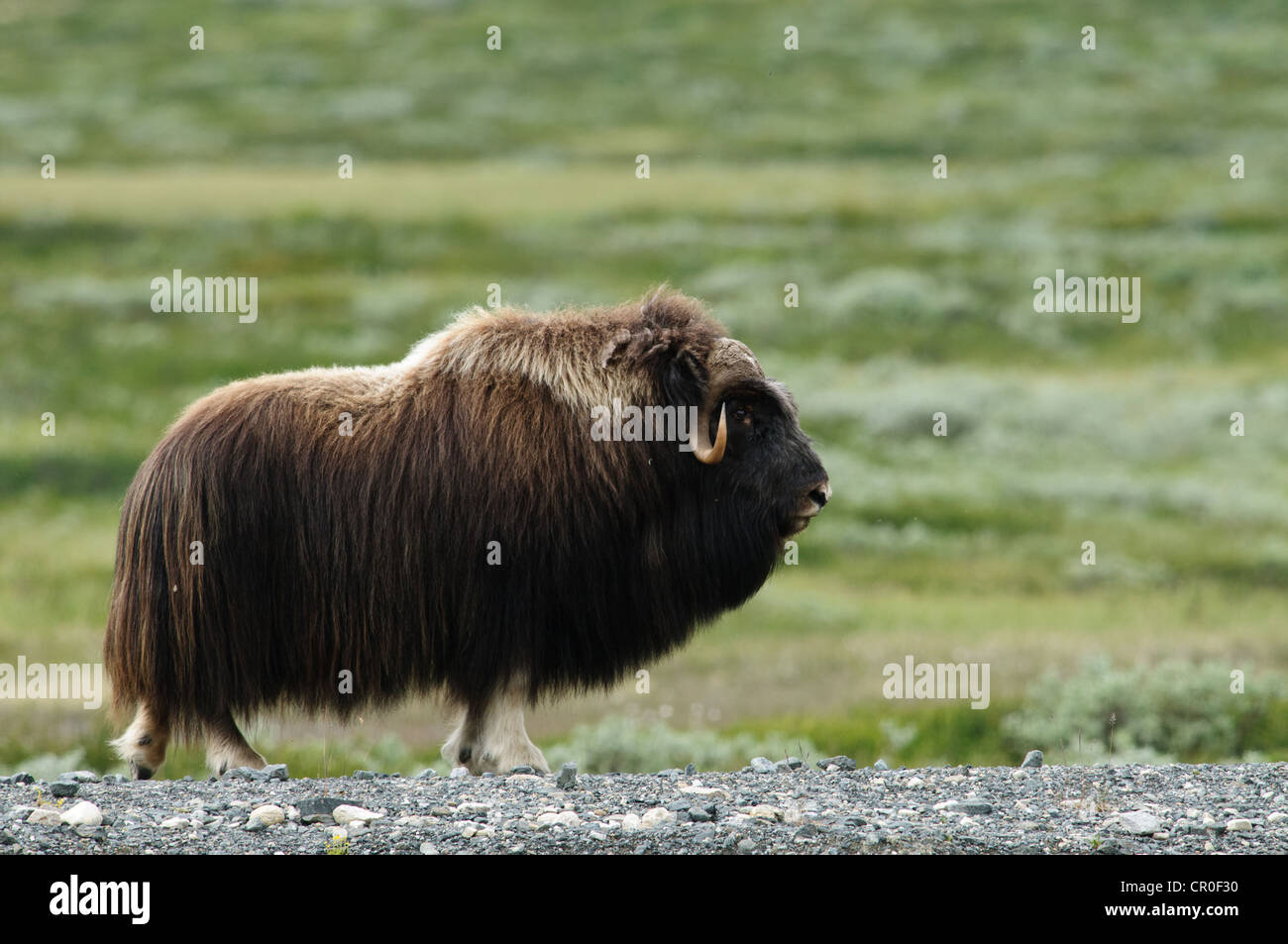 Musk ox on Dovrefjell, Norway Stock Photo - Alamy