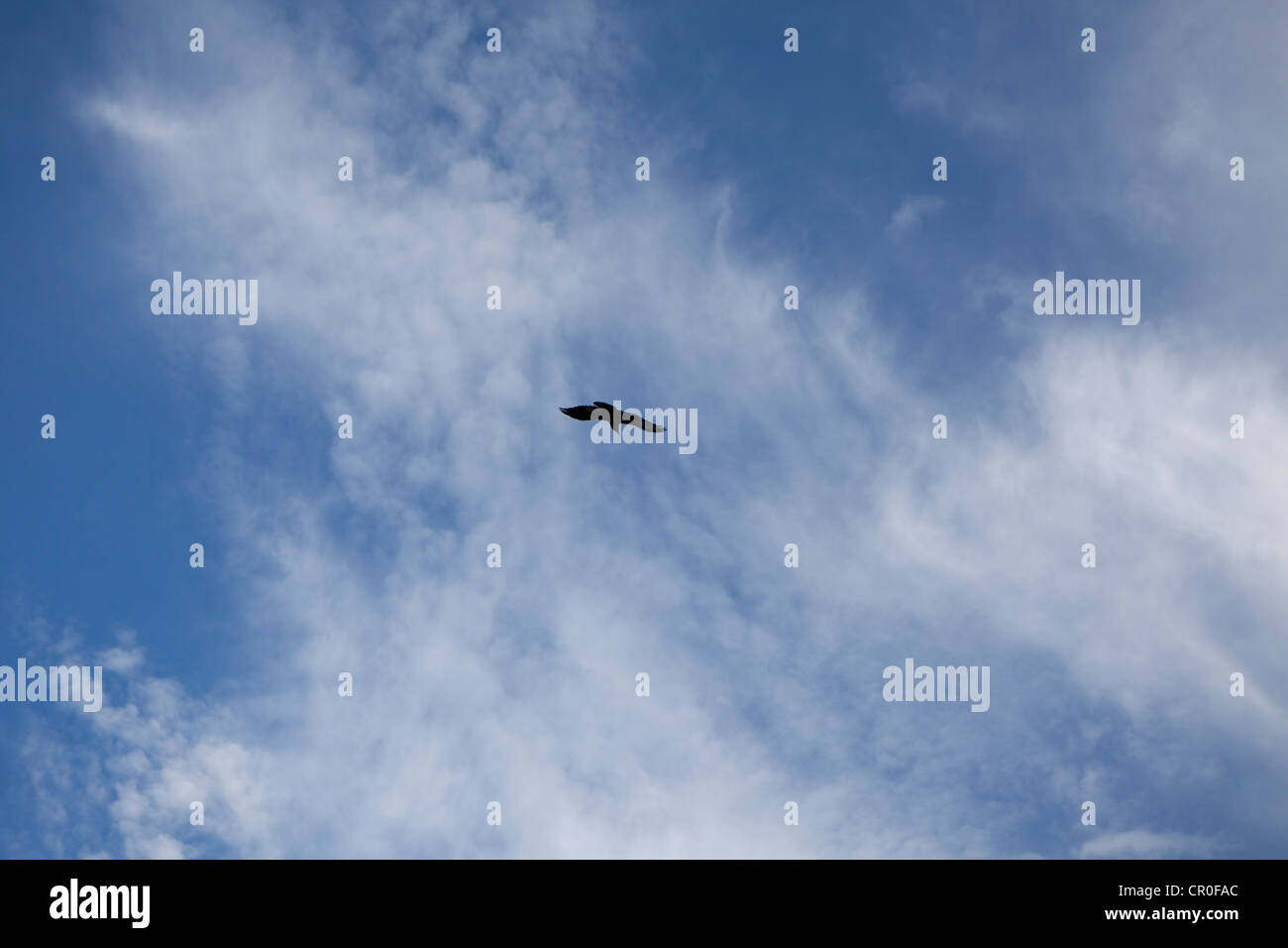 Bird flying with clouds hi-res stock photography and images - Alamy