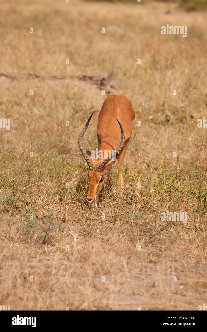 Impala at Botswana Game Safari Stock Photo - Alamy