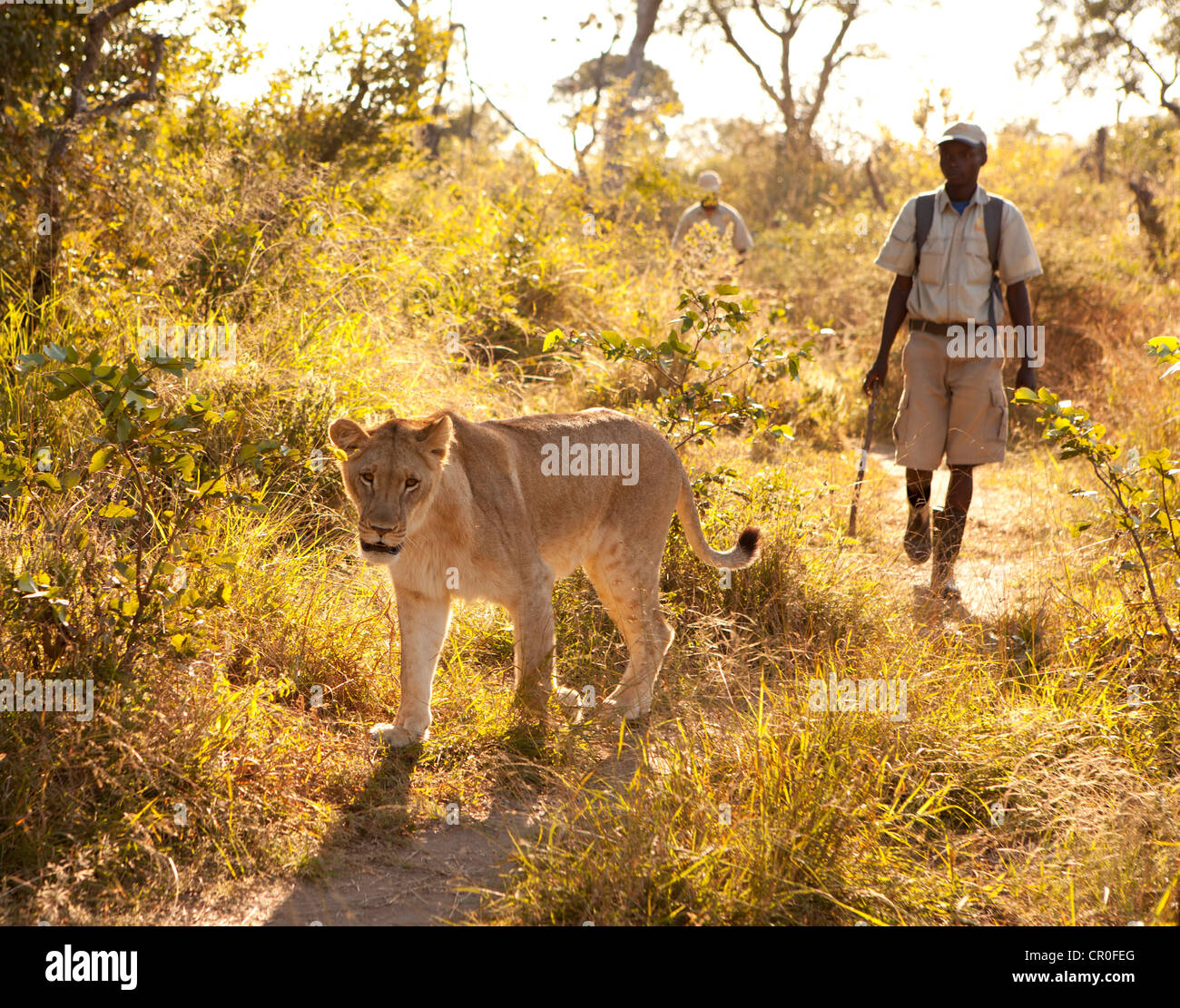 South africa lion tour hi-res stock photography and images - Alamy