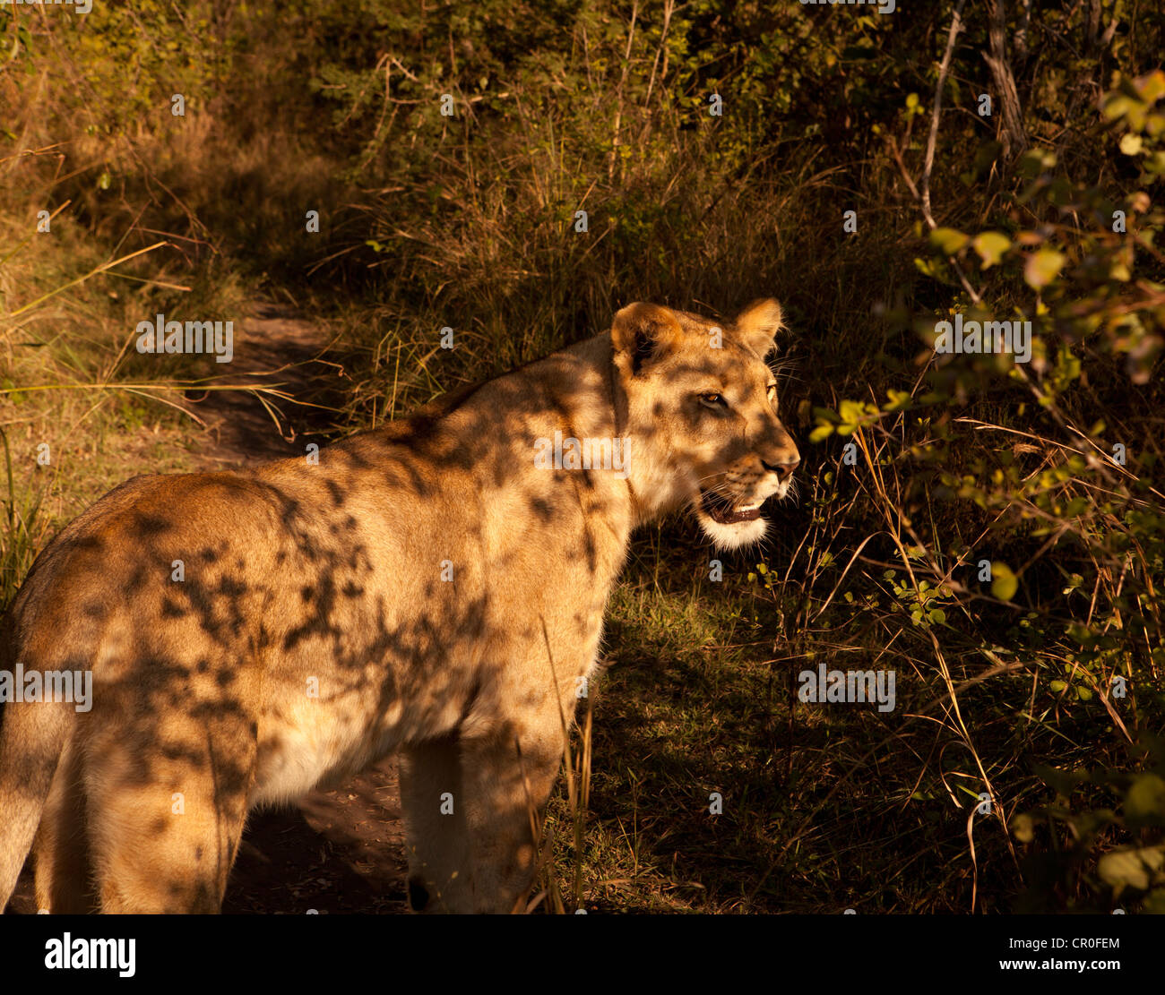 Lion walk hi-res stock photography and images - Alamy