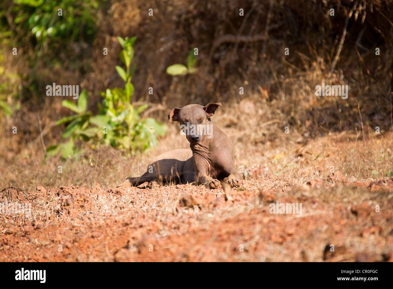 Feral dog hi-res stock photography and images - Alamy