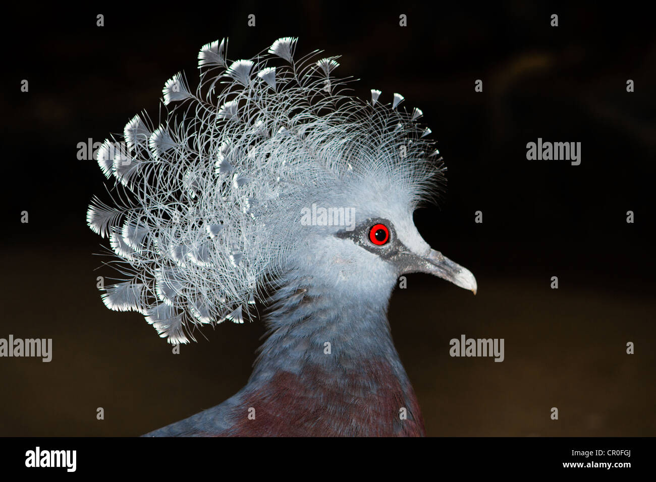 Victoria crowned pigeon (Goura victoria) the largest living pigeon ...