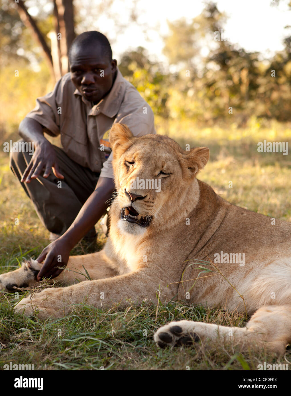 Tour guide standby close to a lion Stock Photo - Alamy