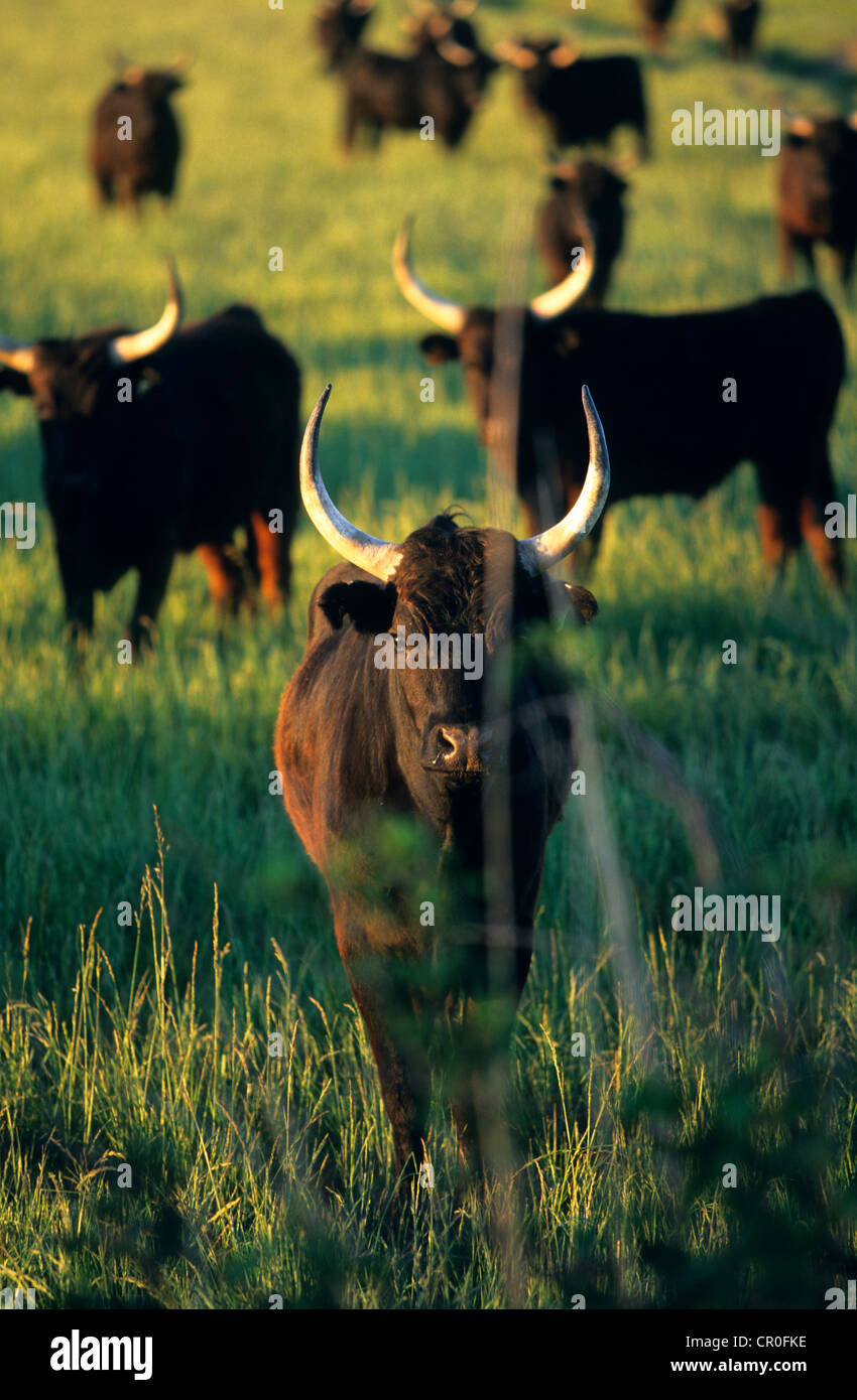 France, Bouches du Rhone, near Le Sambuc, bulls stockbreeding Stock ...