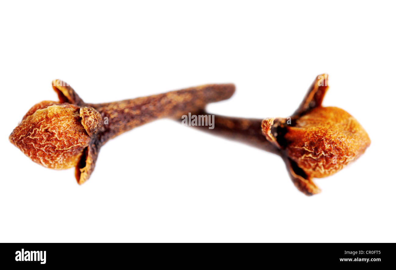 Clove tree hi-res stock photography and images - Alamy