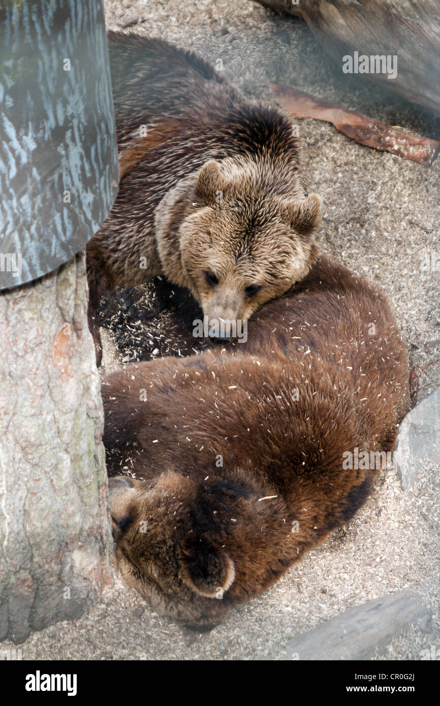 Two brown bears lying on the ground Stock Photo - Alamy