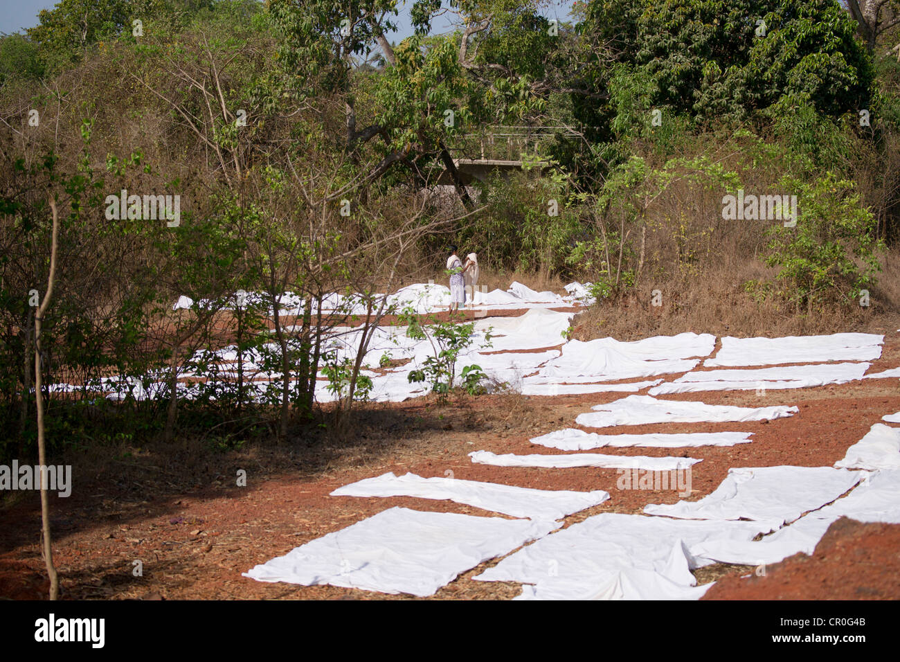A laundry in Goa drying sheets on trees and on the ground Stock Photo ...
