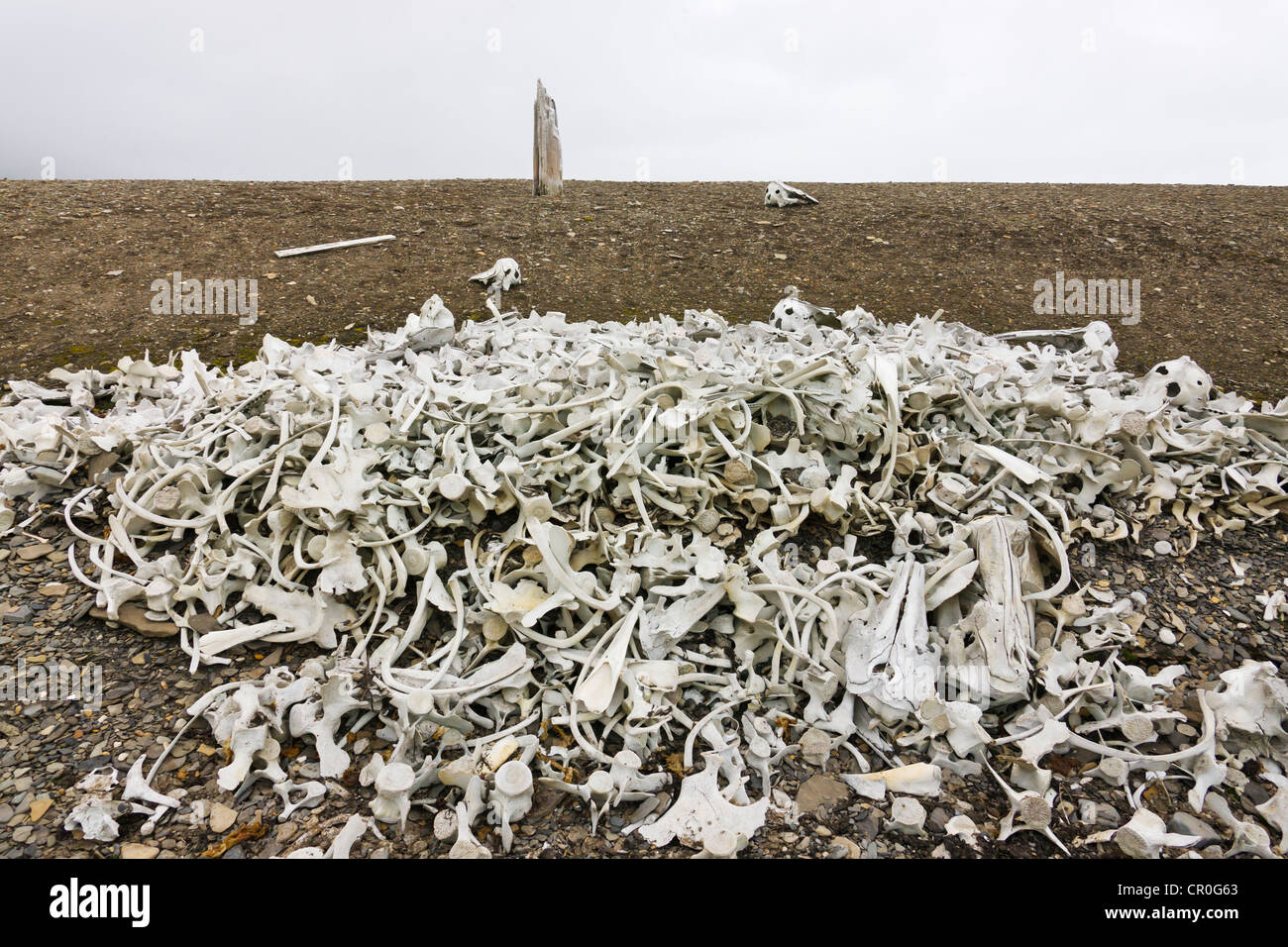 Svalbard beluga whale hi-res stock photography and images - Alamy
