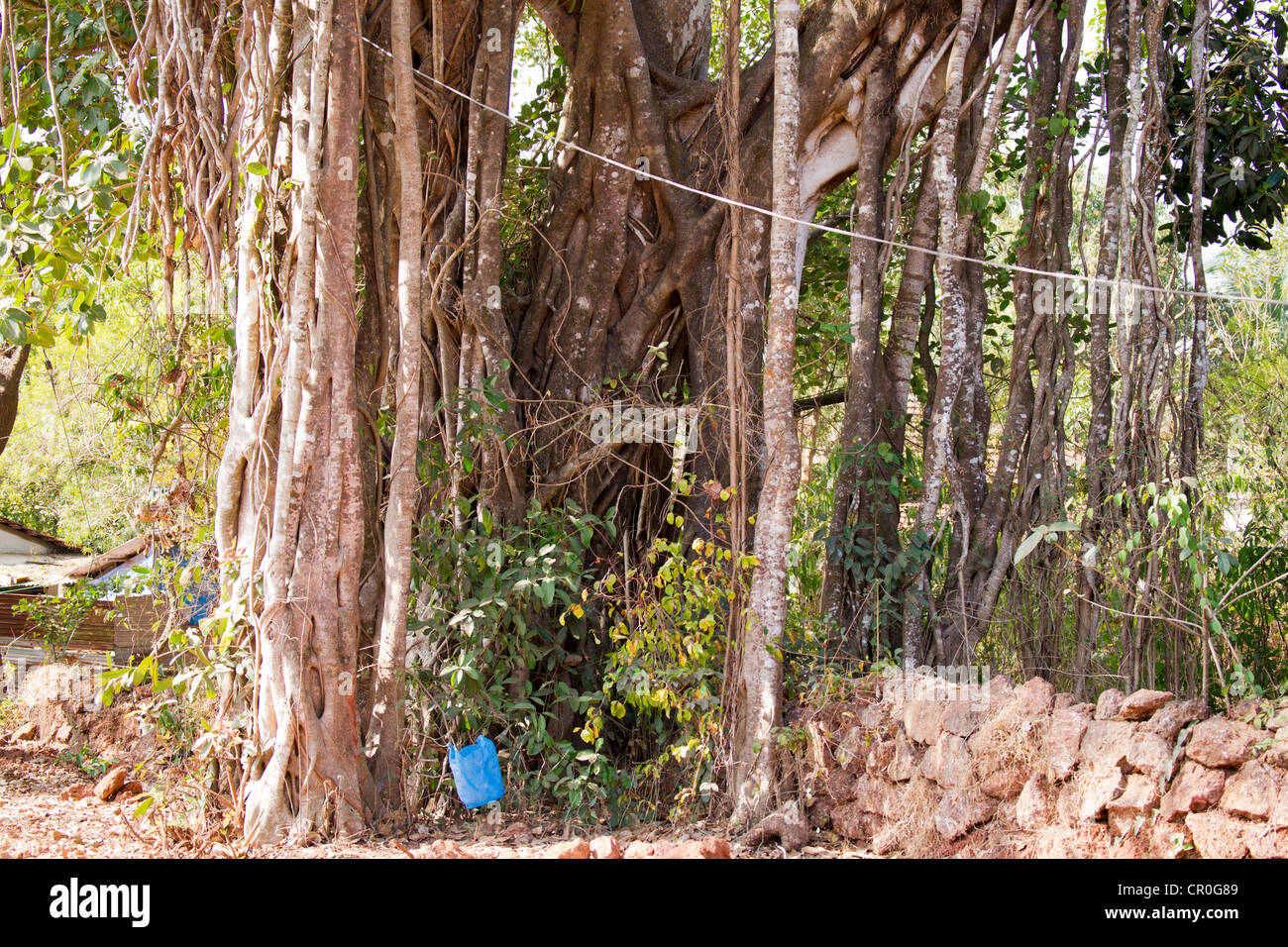 A banyan is a fig that starts its life as an epiphyte when its seeds ...