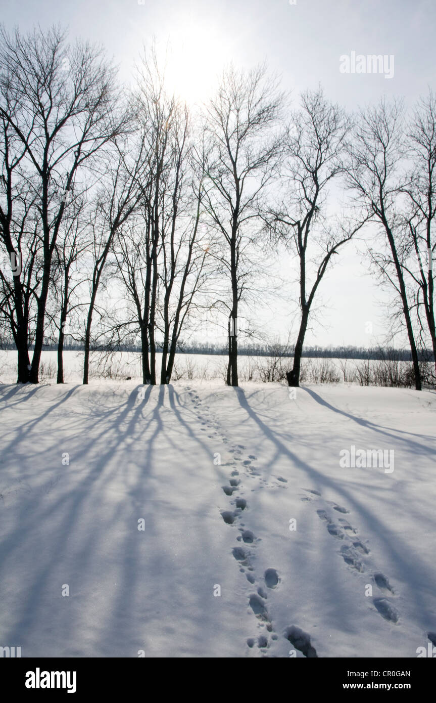 Two human footstep on snow with silhouette of trees on background Stock ...