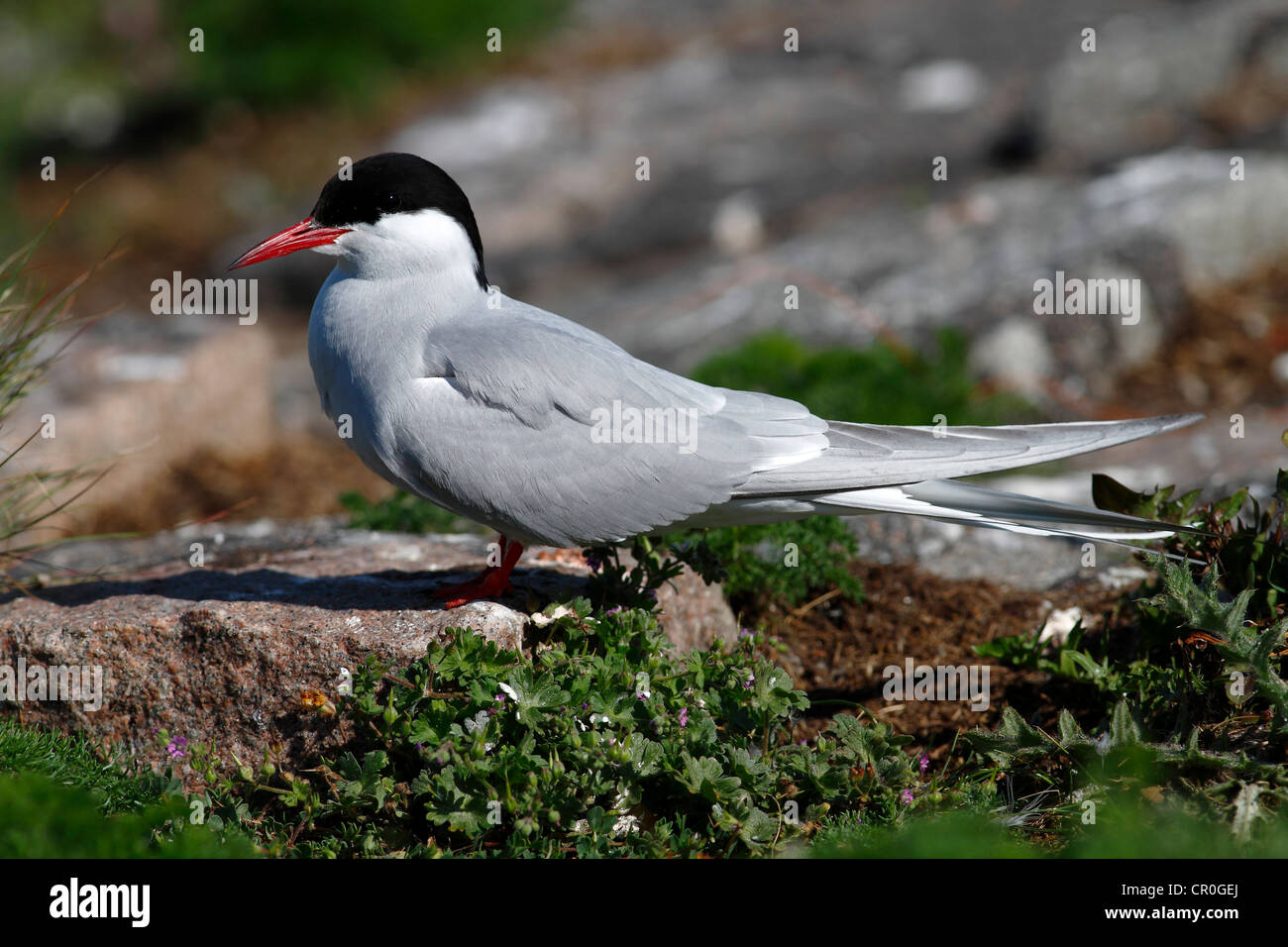Bird sitting on a stone hi-res stock photography and images - Alamy