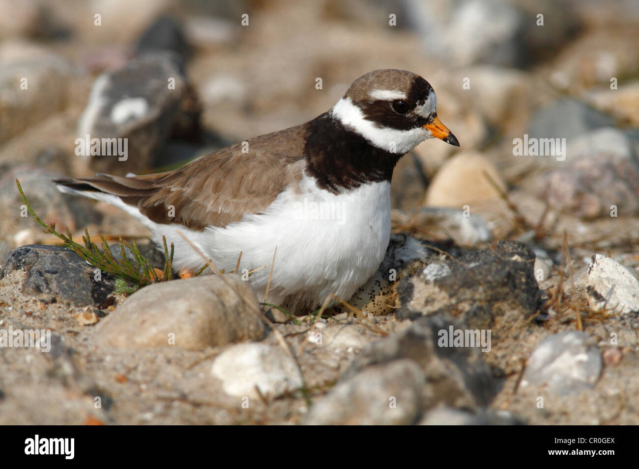 Ringed Plover (Charadrius hiaticula), mature bird sitting on its nest ...