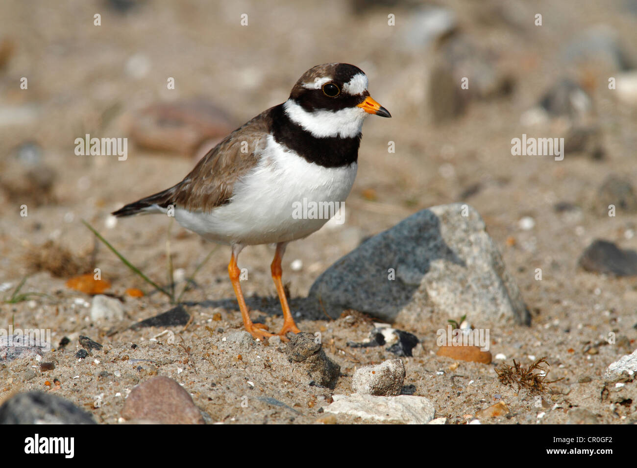 Ringed Plover (Charadrius hiaticula), mature bird, Eidersperrwerk ...