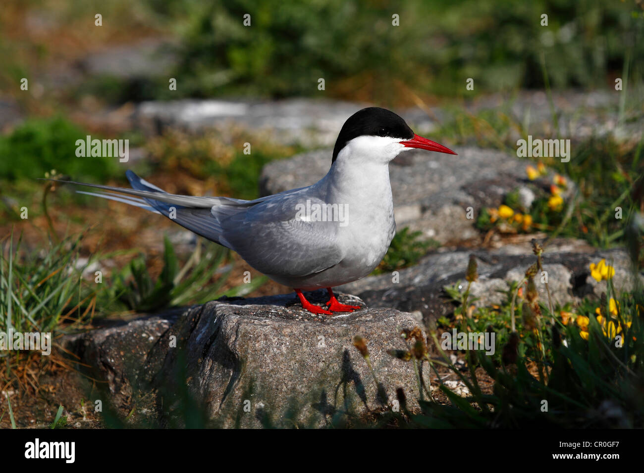 Tern sitting hi-res stock photography and images - Alamy