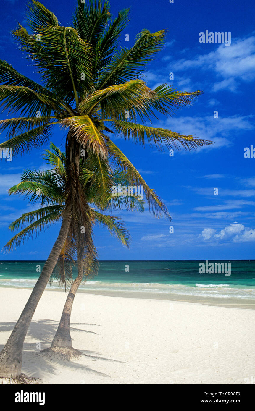 Mexico, Quintana Roo State, Akumal, the beach Stock Photo - Alamy
