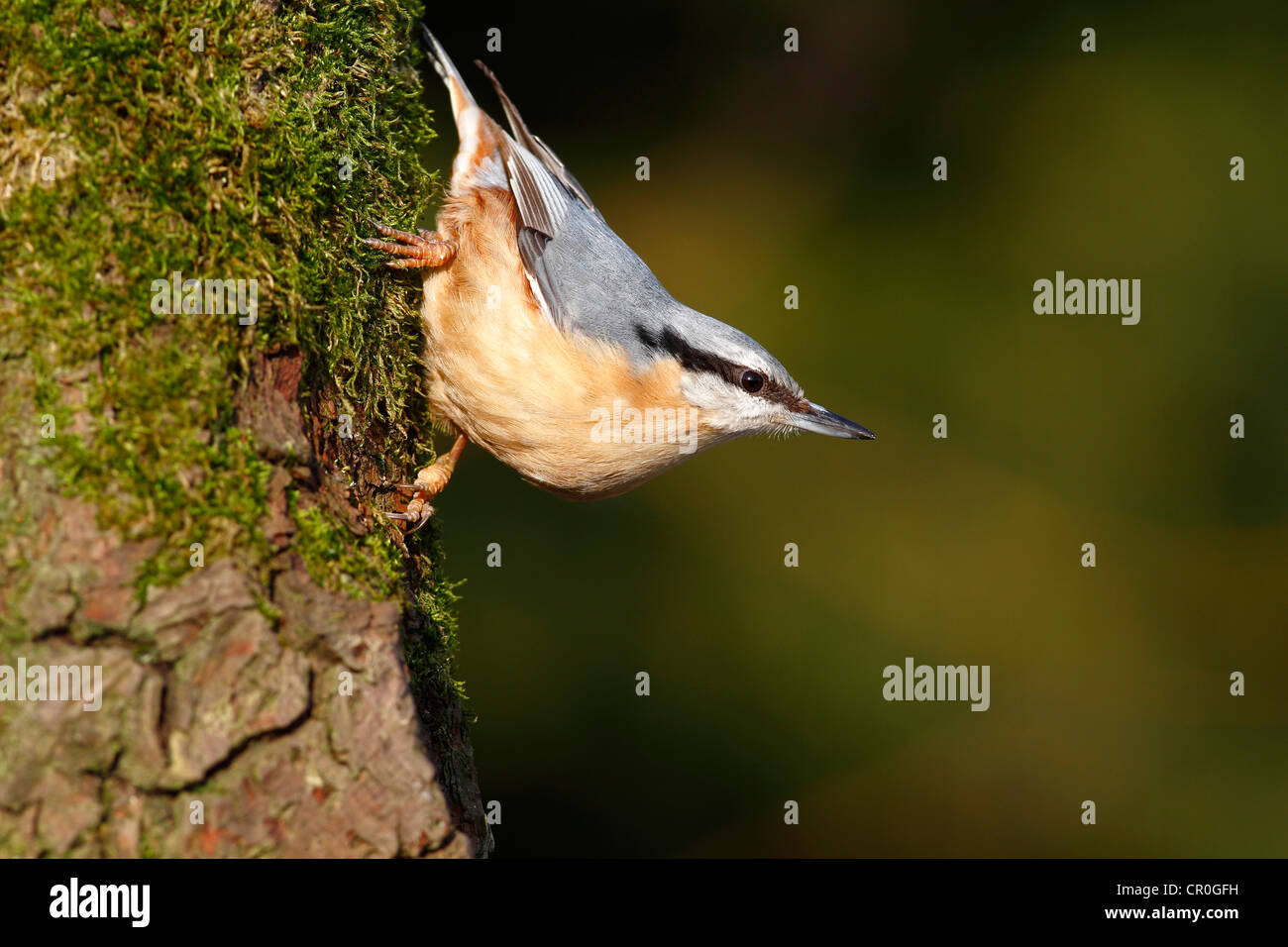 Nuthatch (Sitta europaea), mature bird sitting on the mossy branch of ...